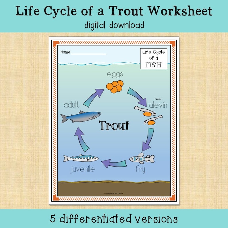 Life Cycle of a Trout Worksheet - Etsy