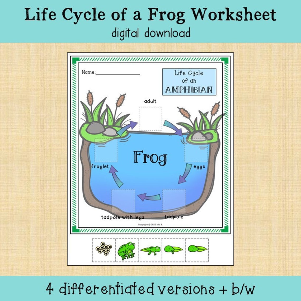Life Cycle of an Amphibian - Frog Printable Worksheet - Etsy