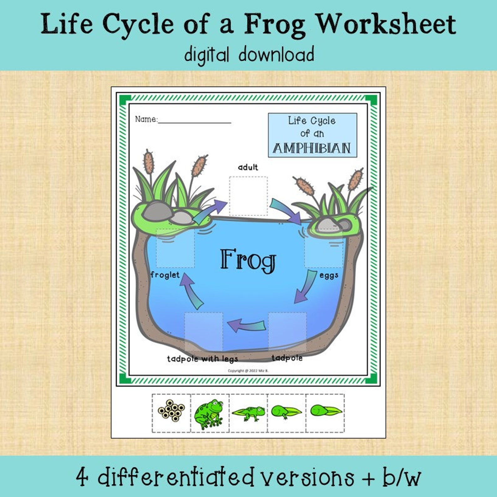 Life Cycle of an Amphibian - Frog Printable Worksheet - Etsy