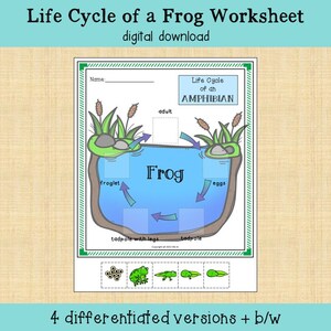 Life Cycle of an Amphibian - Frog Printable Worksheet - Etsy