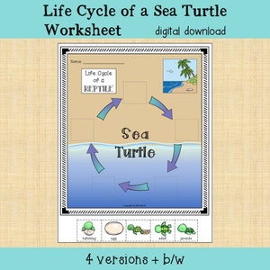 Life Cycle of a Reptile Sea Turtle Worksheet - Etsy
