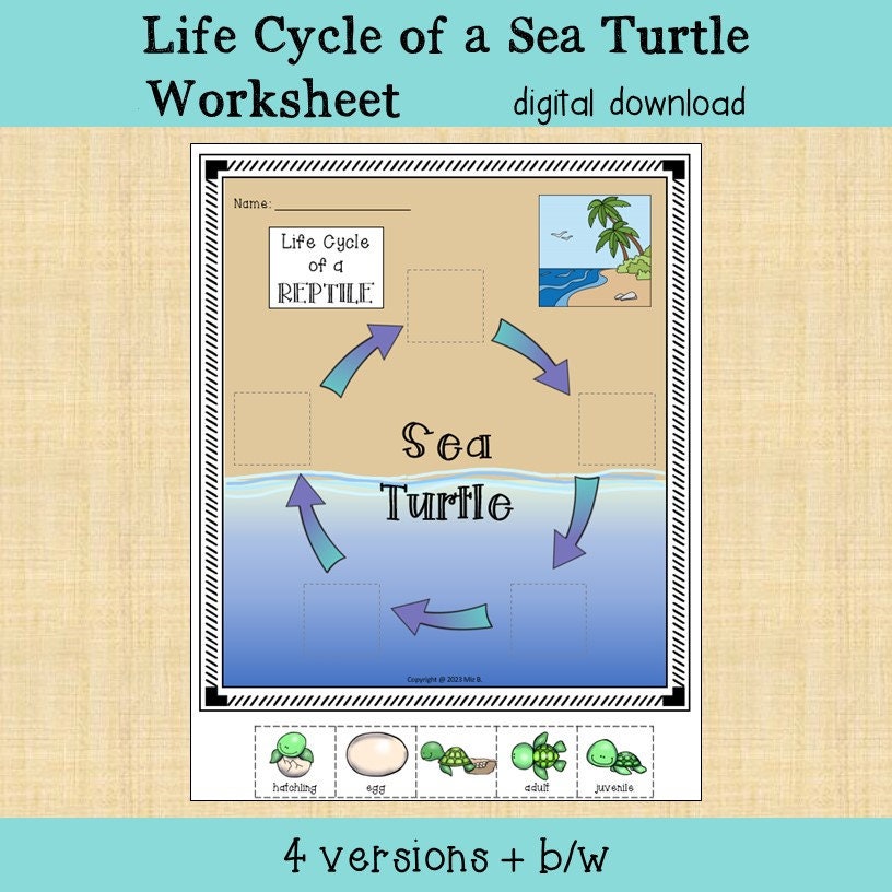 Life Cycle of a Reptile Sea Turtle Worksheet - Etsy