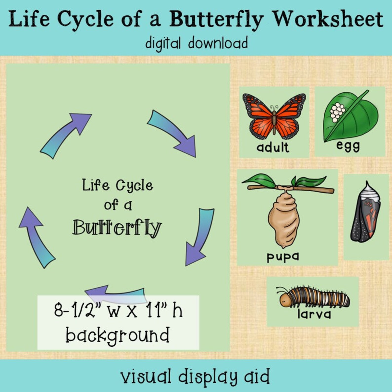 Life Cycle of an Insect - Monarch Butterfly Printable Worksheet - Etsy