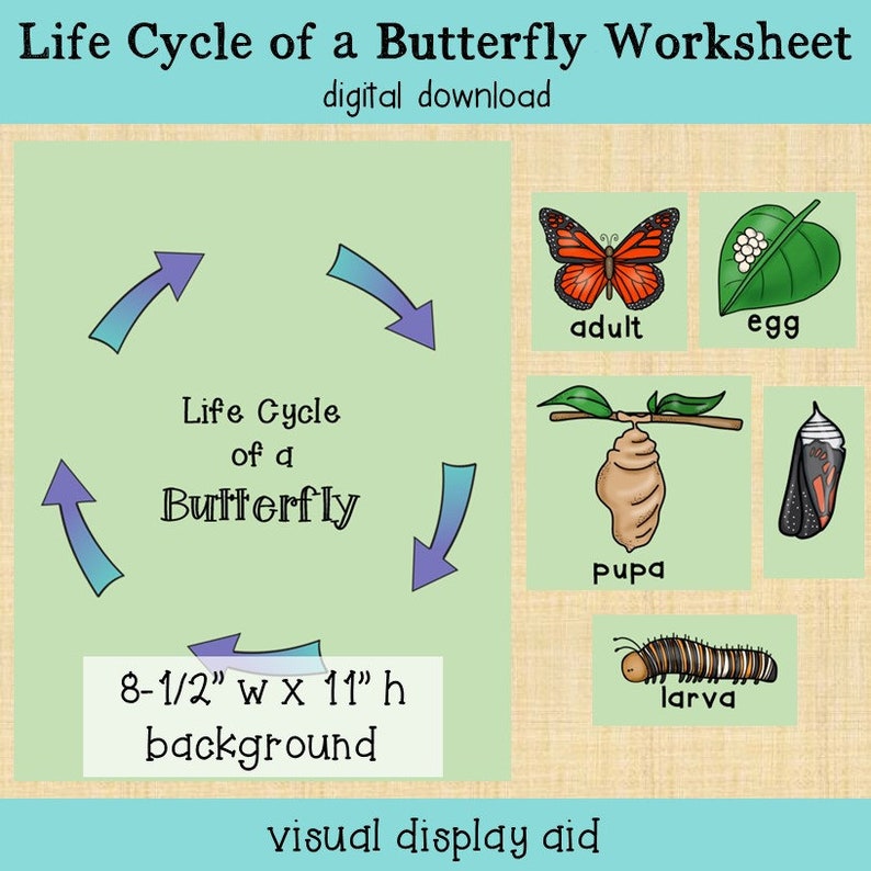 Life Cycle of an Insect - Monarch Butterfly Printable Worksheet - Etsy