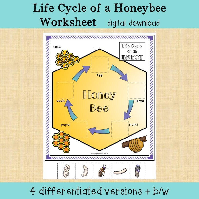 Life Cycle of a Honeybee Worksheet - Etsy