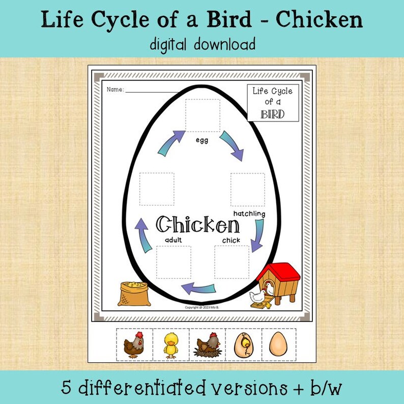 Life Cycle of a Bird - Chicken Printable Worksheet - Etsy