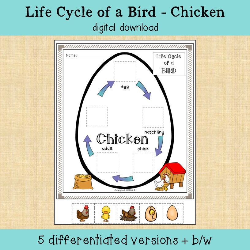 Life Cycle of a Bird - Chicken Printable Worksheet - Etsy