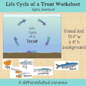 Life Cycle of a Trout Worksheet - Etsy