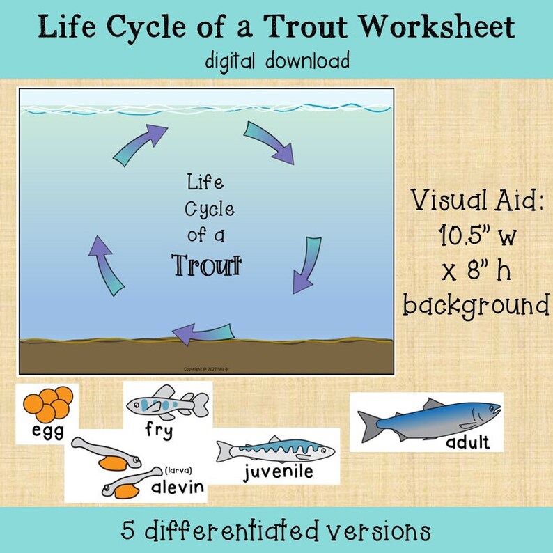 Life Cycle of a Trout Worksheet - Etsy