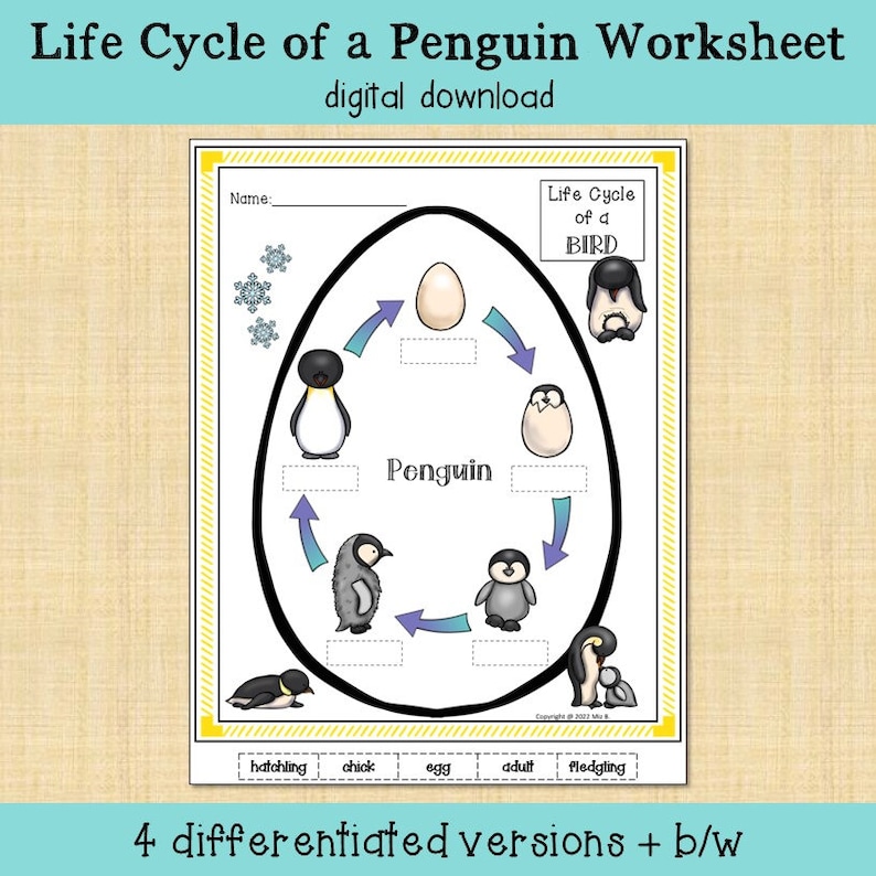 Life Cycle of a Bird - Penguin - Etsy