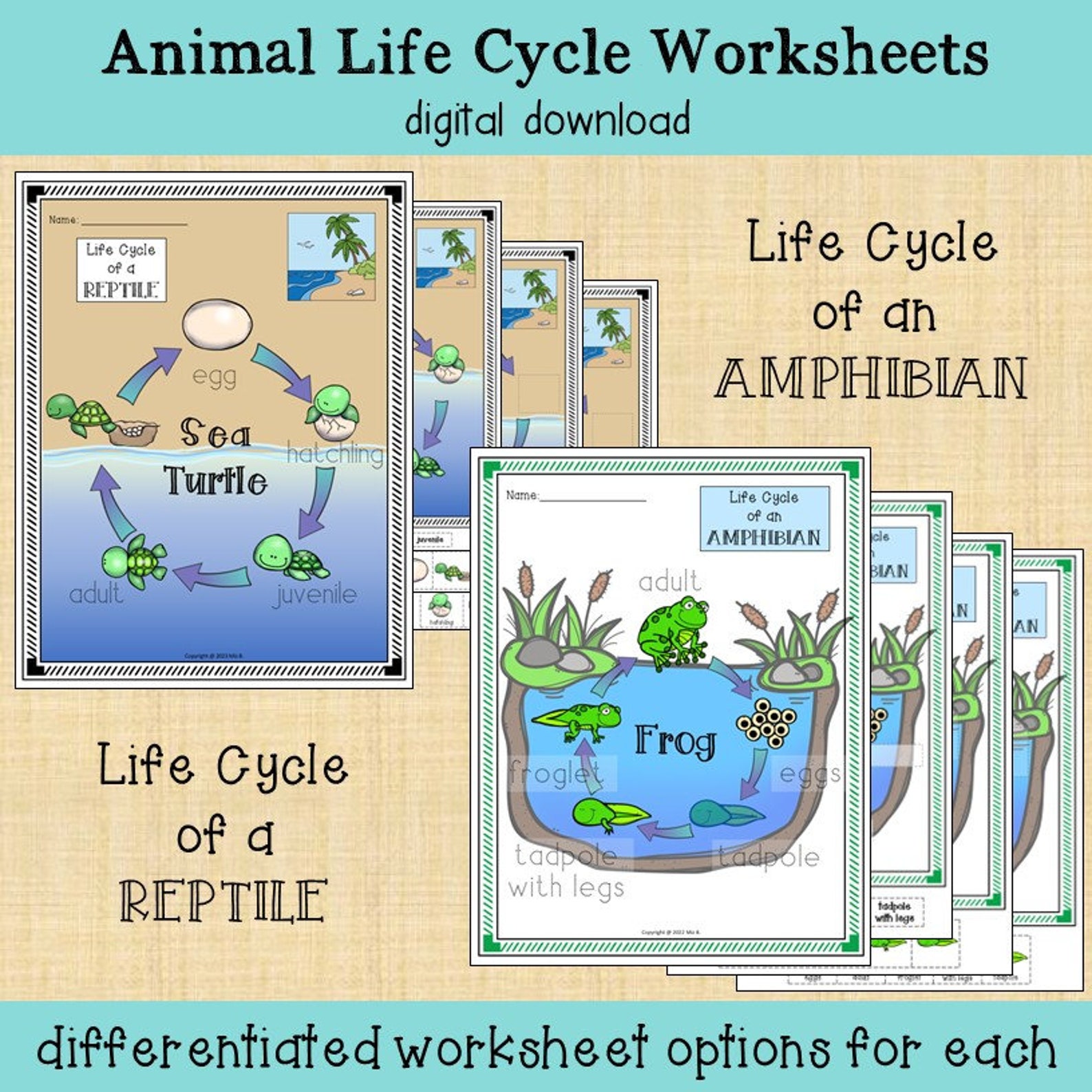 Animals Life Cycle Worksheet Bundle | Bird, Insect, Amphibian, Reptile ...