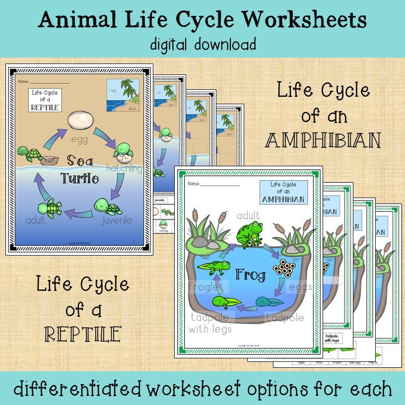 Animals Life Cycle Worksheet Bundle | Bird, Insect, Amphibian, Reptile ...