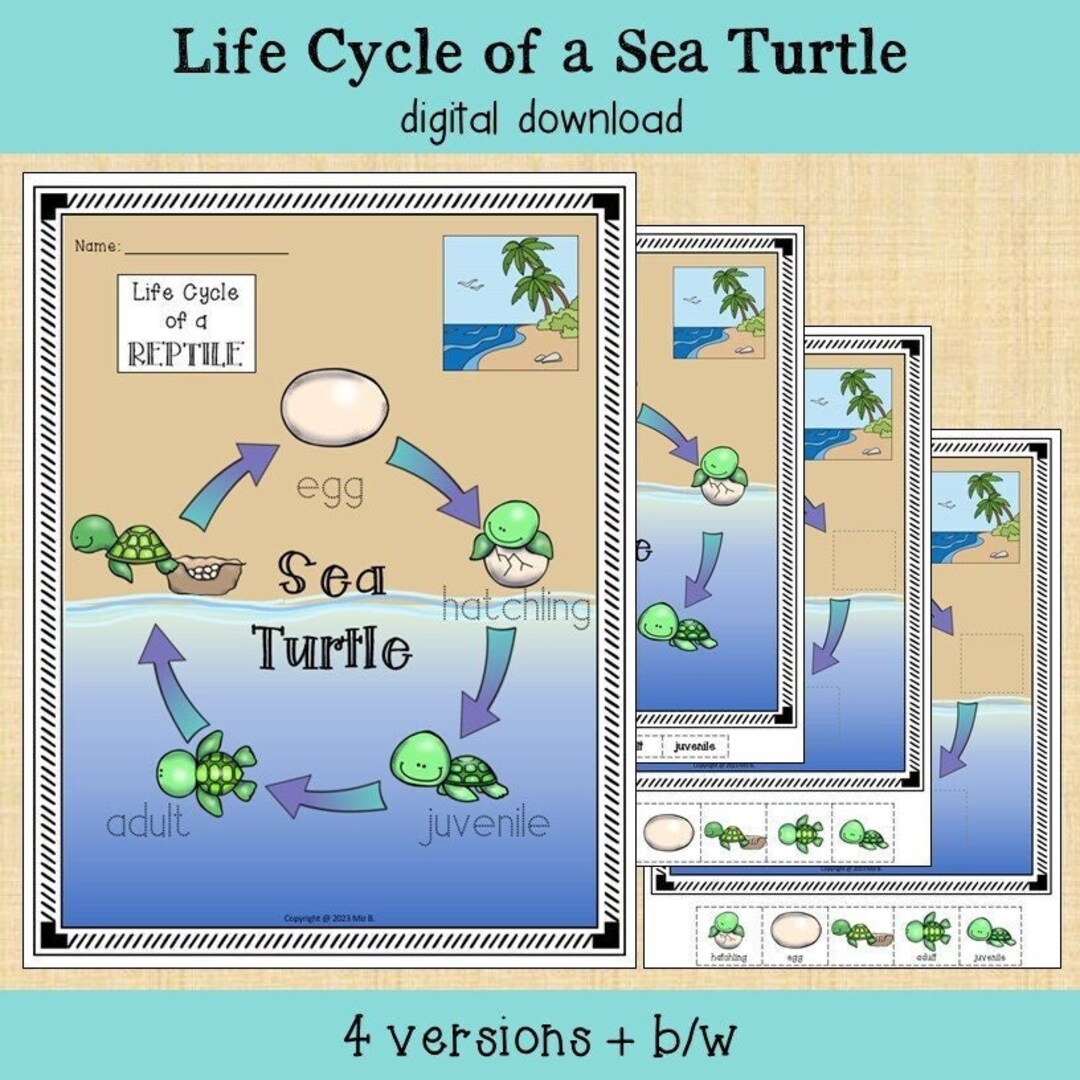 Life Cycle of a Reptile Sea Turtle Worksheet - Etsy