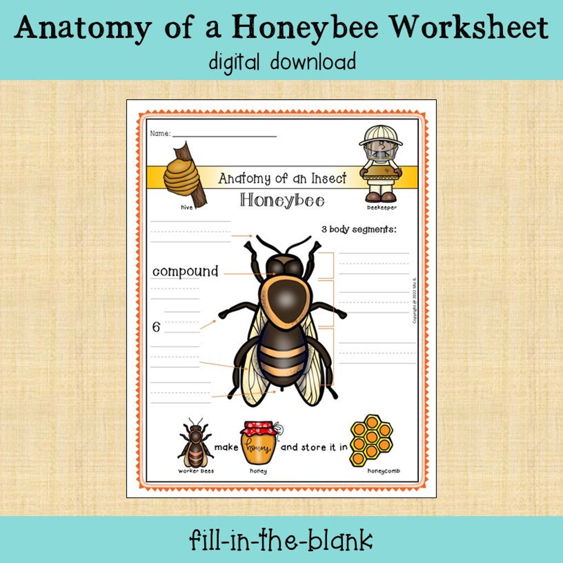 Anatomy of an Insect - Honeybee Printable Worksheet - Etsy