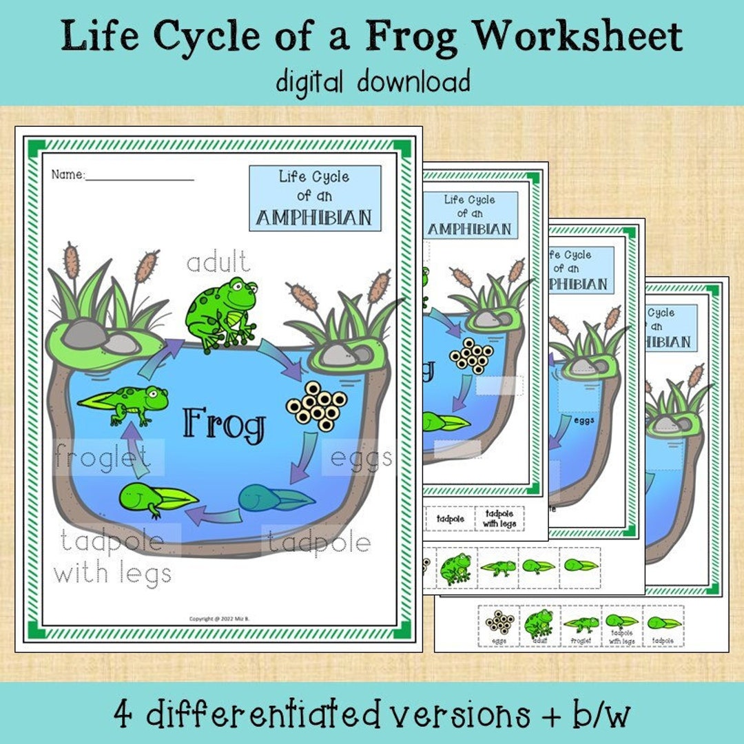 Life Cycle of an Amphibian - Frog Printable Worksheet - Etsy