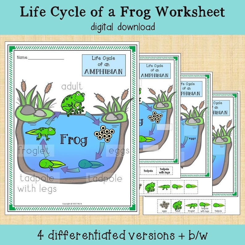 Life Cycle of an Amphibian - Frog Printable Worksheet - Etsy