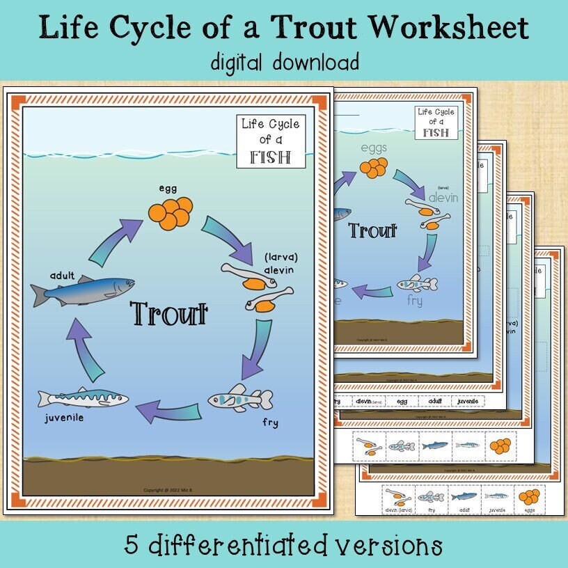 Life Cycle of a Trout Worksheet - Etsy