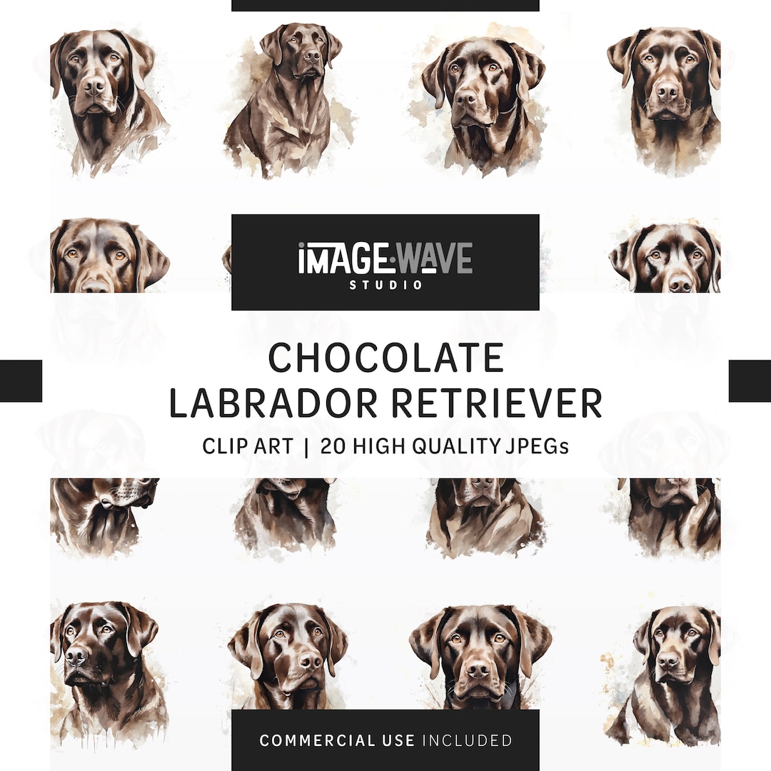 Chocolate Labrador Retriever, 20 High Quality Jpgs, Watercolor Dog ...