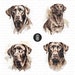 Chocolate Labrador Retriever 20 High Quality Jpgs Watercolor - Etsy