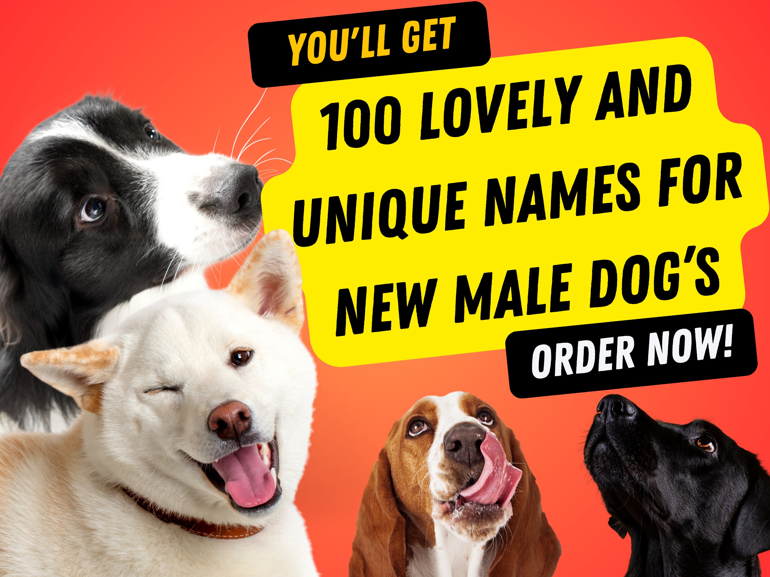 100 Unique Male Dog Names With Personality Descriptions - Perfect for ...