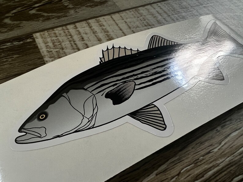 High Quality 6 Striped Bass Decal, Striper Sticker, Rockfish Sticker ...