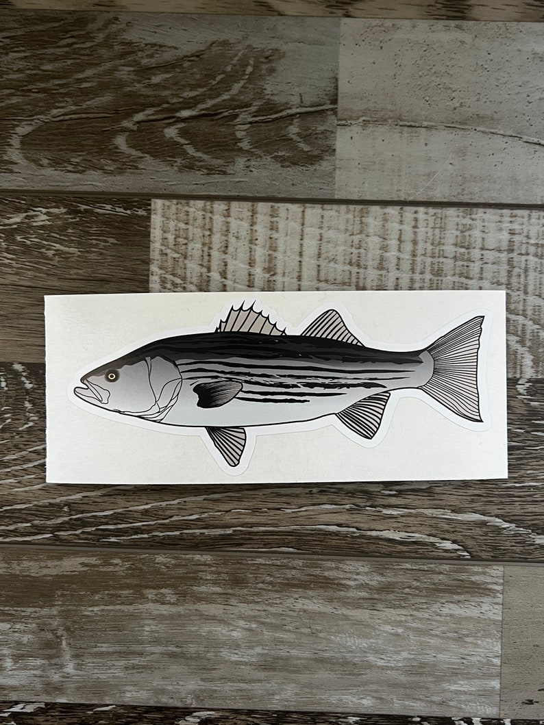 High Quality 6 Striped Bass Decal, Striper Sticker, Rockfish Sticker ...