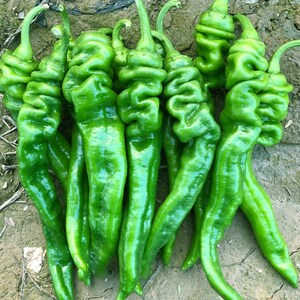 200+ Screw Pepper Seeds: Twisted Heirloom Vegetable - Etsy