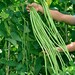60pcs+ Yardlong Bean Seeds, Asian Long Bean String Bean Seeds 豇豆/长豆角种子 ...