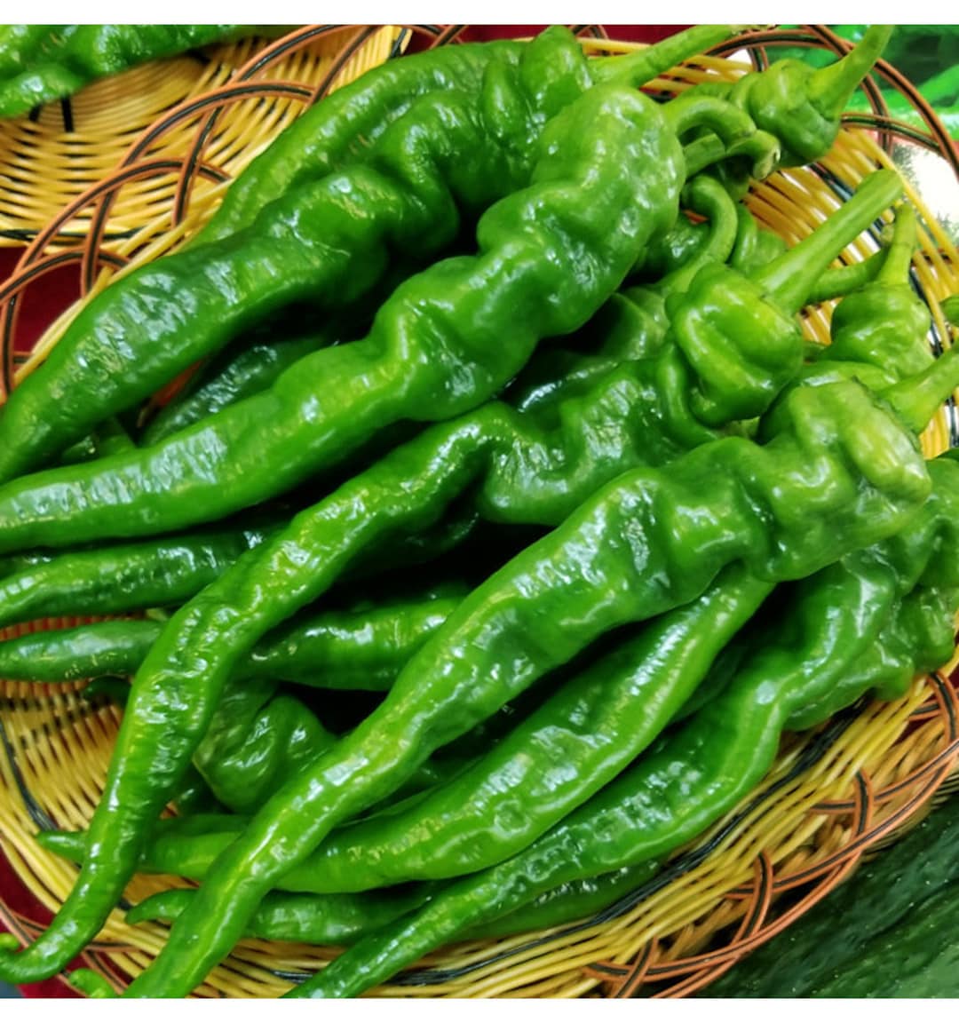 200+ Screw Pepper Seeds: Twisted Heirloom Vegetable - Etsy