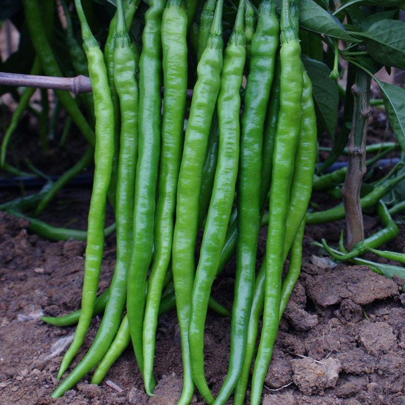 200+ Screw Pepper Seeds: Twisted Heirloom Vegetable - Etsy