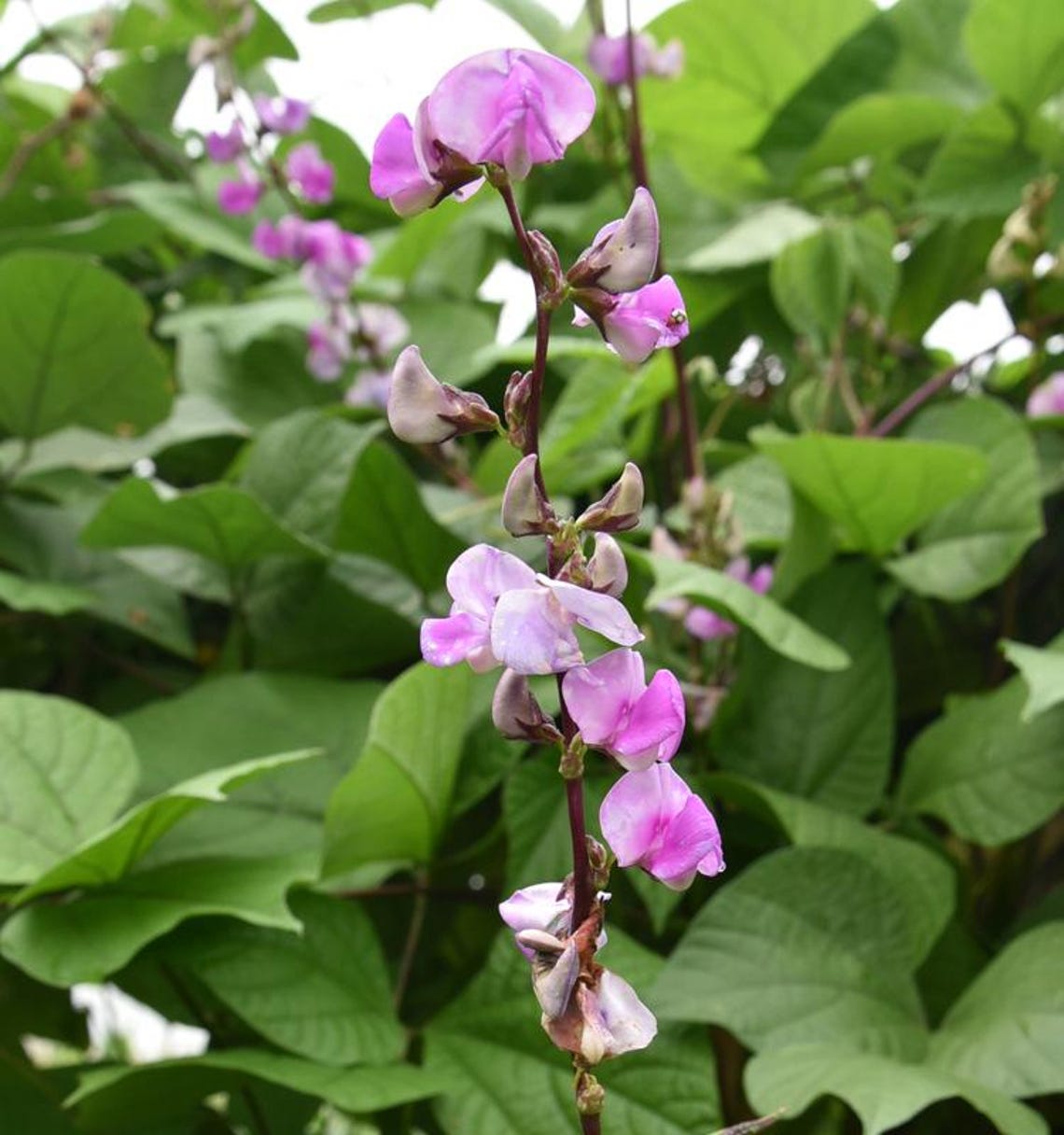 Hyacinth Bean Seeds: Green Lablab Indian Broad Beans (5g/10pcs) - Etsy