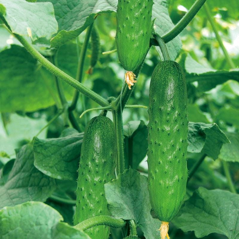50+ Spiky Cucumber Seeds: Long Burpless Hybrid Variety - Etsy