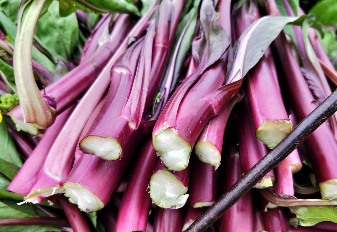 5g/1200pcs Purple Chinese Kale Seeds, Choy Sum Hon-tsai Brassica Seeds ...