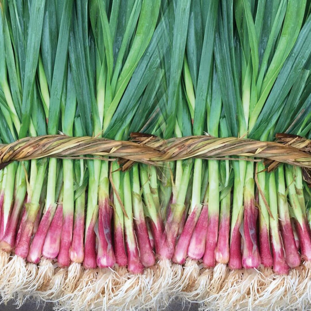 500pcs Sprouted Garlic Seeds, Garlic Sprouts, Garlic Chives Seeds ...