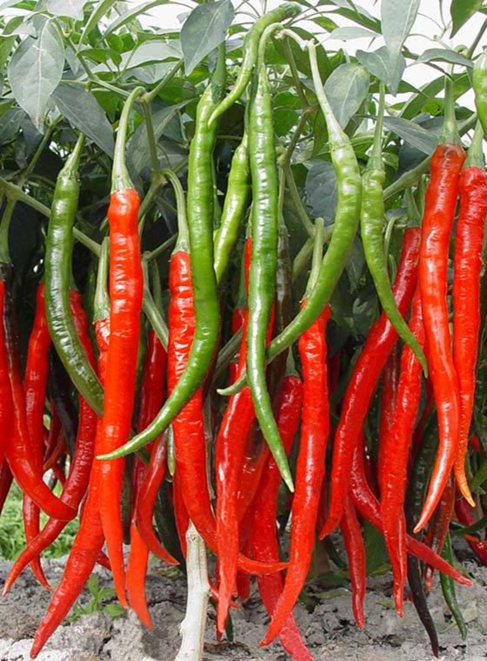200+ Screw Pepper Seeds: Twisted Heirloom Vegetable - Etsy