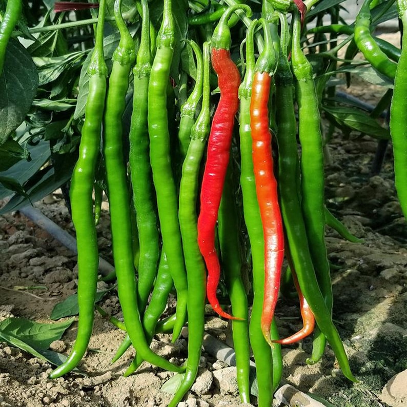 200+ Screw Pepper Seeds: Twisted Heirloom Vegetable - Etsy