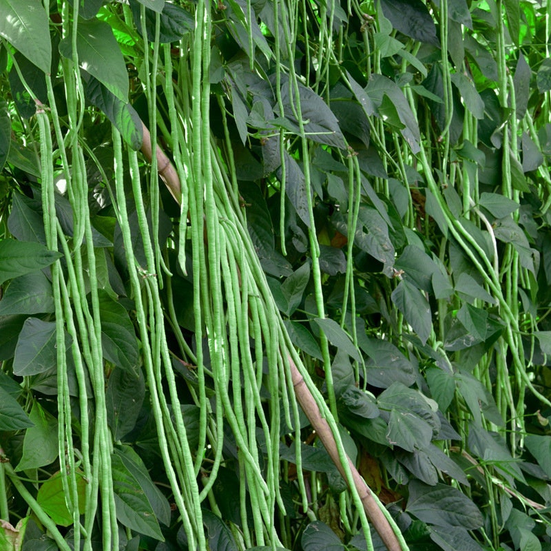 60pcs+ Yardlong Bean Seeds, Asian Long Bean String Bean Seeds 豇豆/长豆角种子 ...