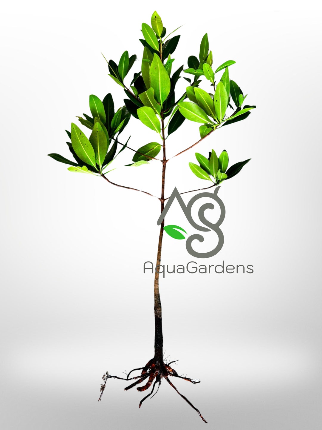 AQUAGARDENS | 48” Red Mangrove Rhizophora Tree Easy Live Aquarium Plant ...