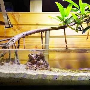 BUY2GET1FREE | Red Mangrove Rhizophora With Roots Easy Live Aquarium ...