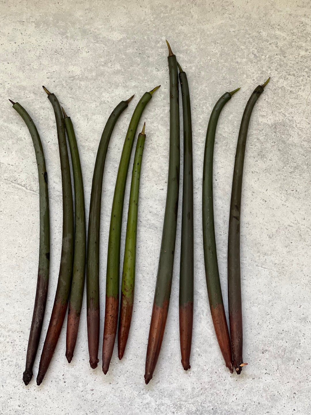 10 Red Mangrove Propagule With Roots - Etsy