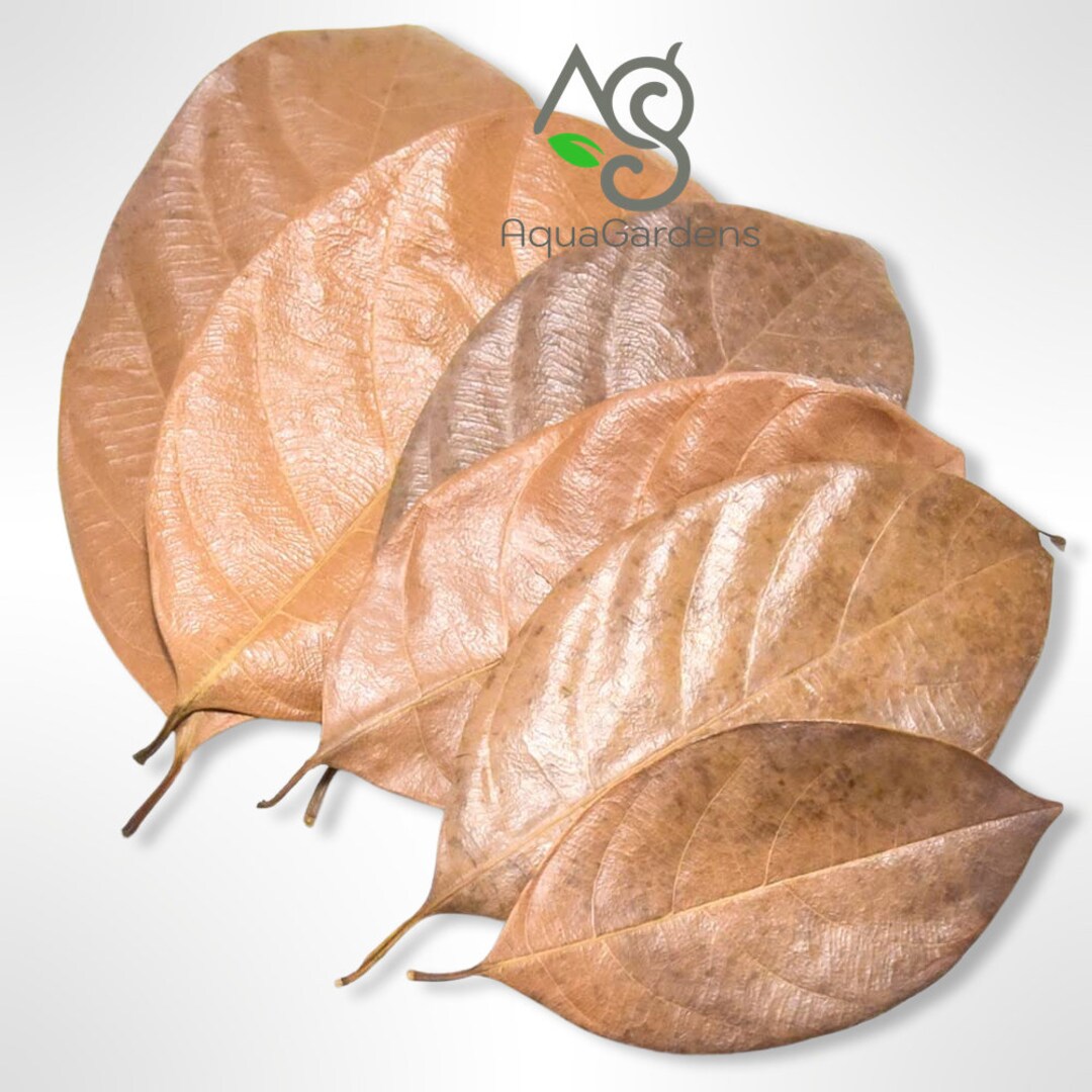 AQUAGARDENS | Premium Dried Jackfruit Leaves - Blackwater for Aquarium ...
