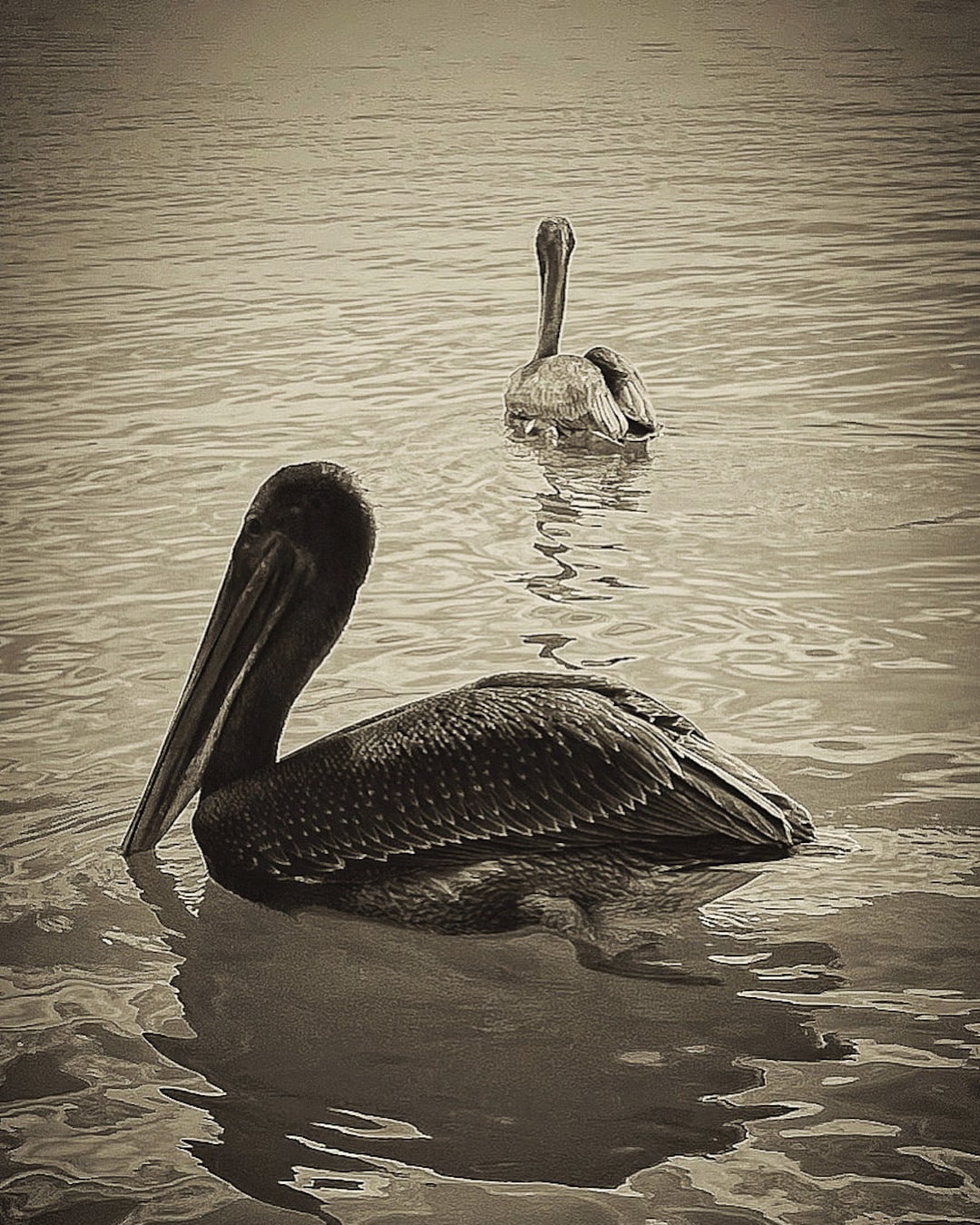 Birds Eye View Print - Etsy