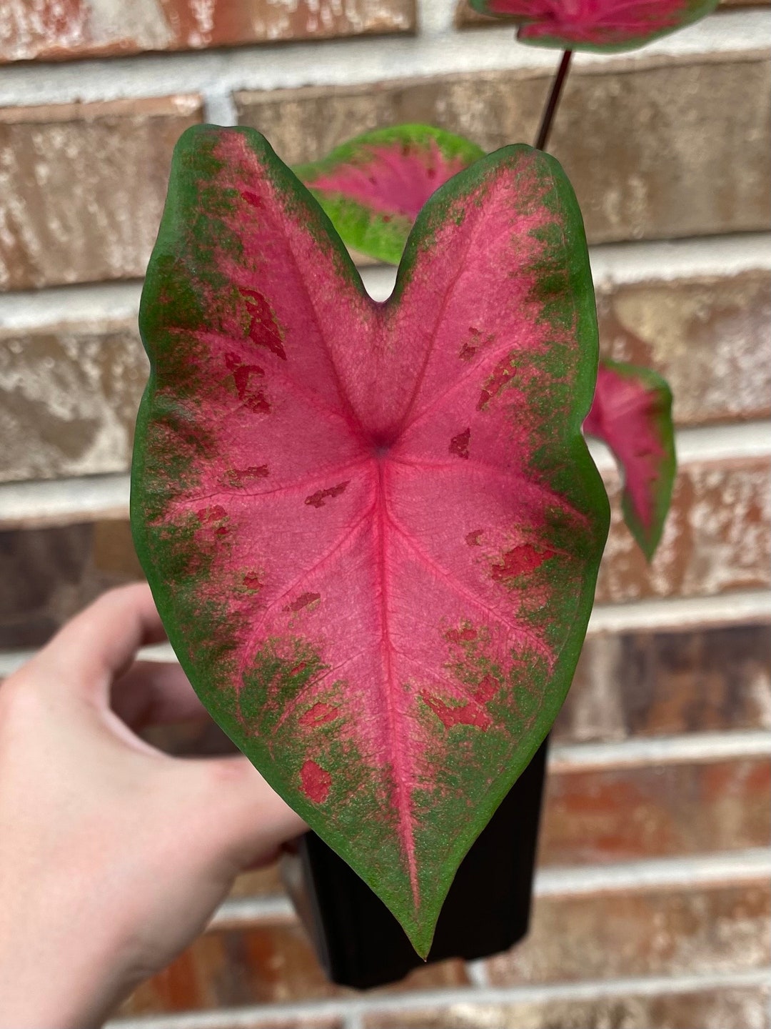 Florida Cardinal Caladium Starter Plant - Etsy
