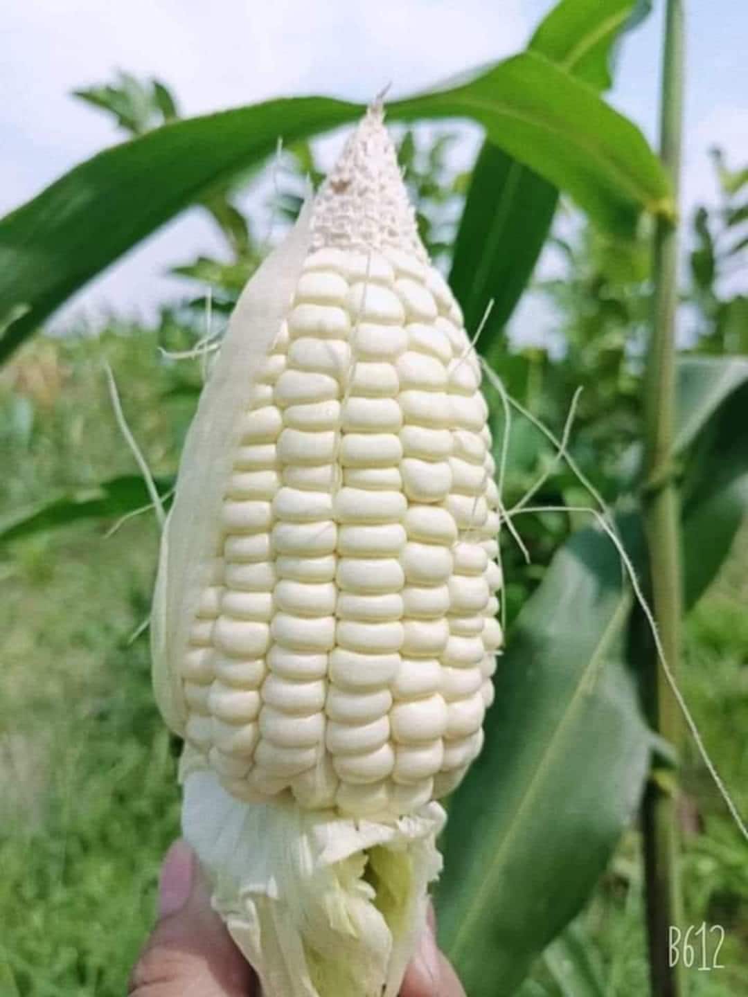 CORN SEEDS - Vietnamese Round White Waxy Corn - Bắp Nếp Nù Sữa (cùi Bắp ...