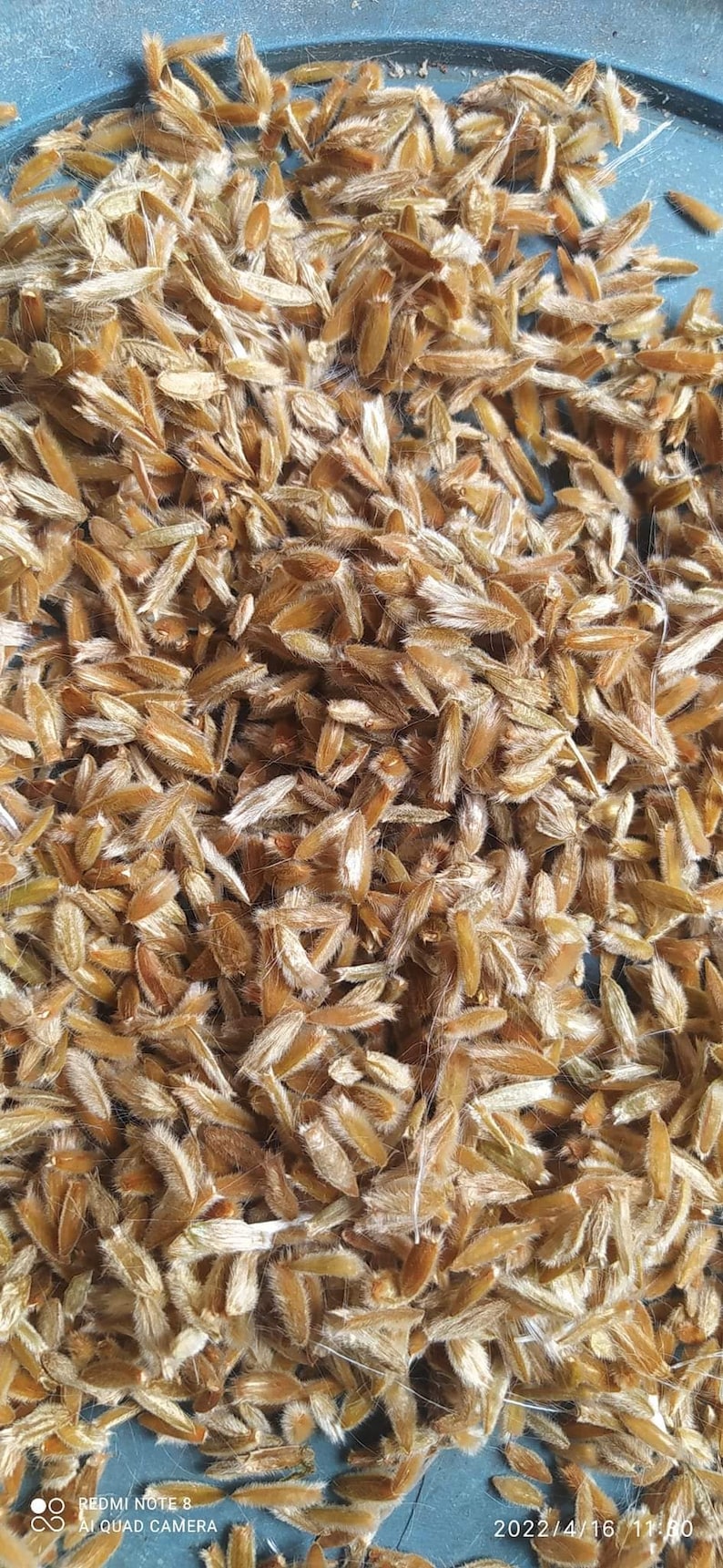 River Leaf Vine - Aganonerion- Sour Leaf Seeds - Hạt Lá Giang - Etsy