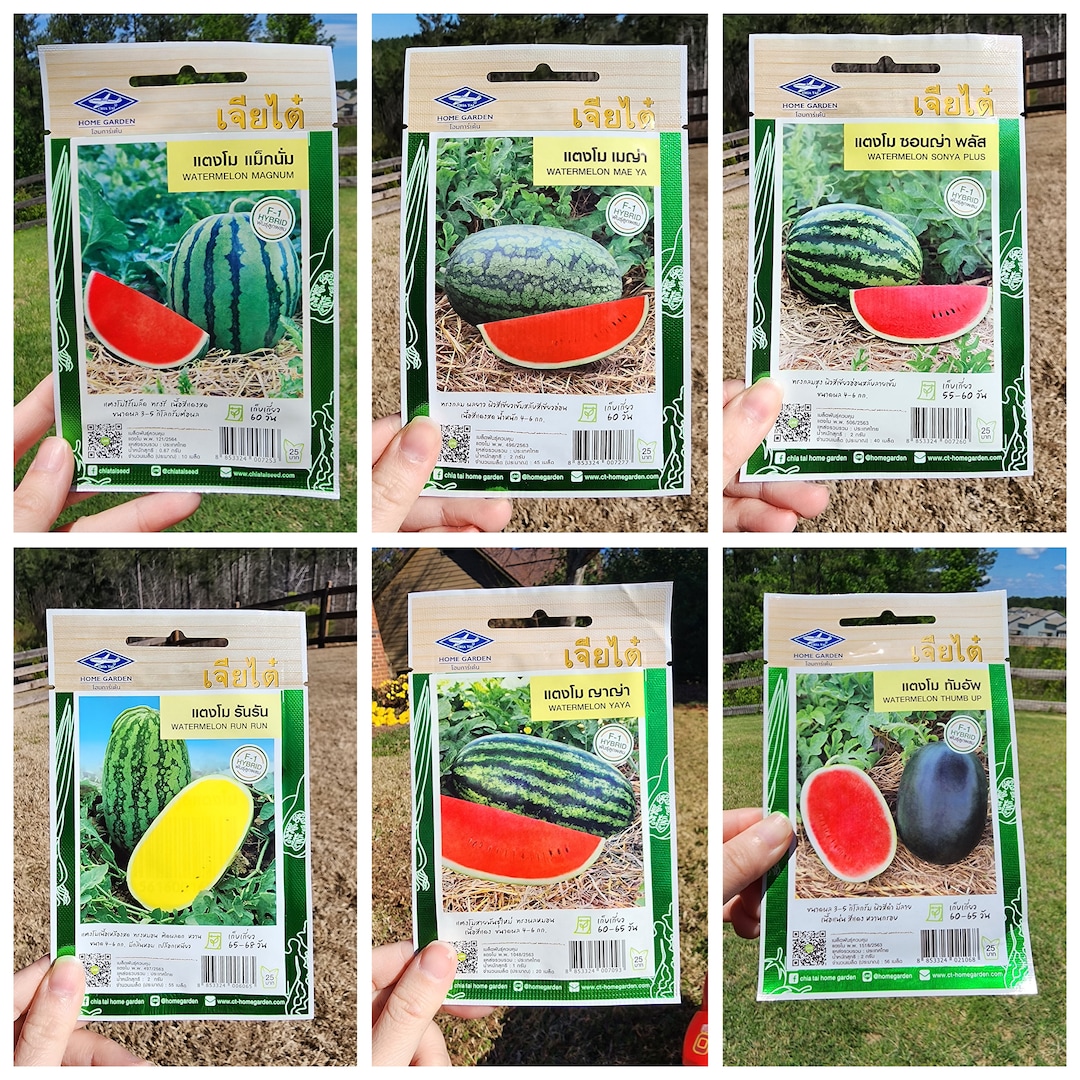 WATERMELON- Thailand Watermelon Seeds Hybrid - Dưa Hấu Thái Lan Hàng F1 ...