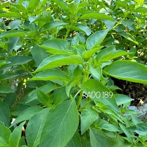 Thai Lemon Basil Seeds - Hoary/lemon Basil - Lá é - Húng Trắng - Etsy
