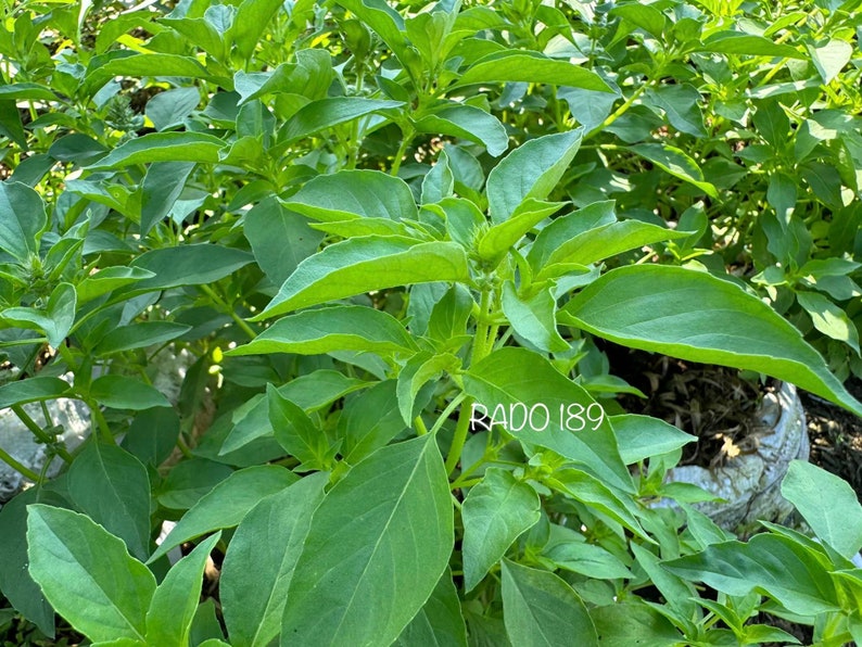 Thai Lemon Basil Seeds - Hoary/lemon Basil - Lá é - Húng Trắng - Etsy