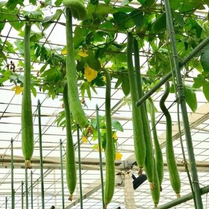 Thailand Luffa Gourd Seeds - Extra Long Smooth Sponge Gourd - Etsy