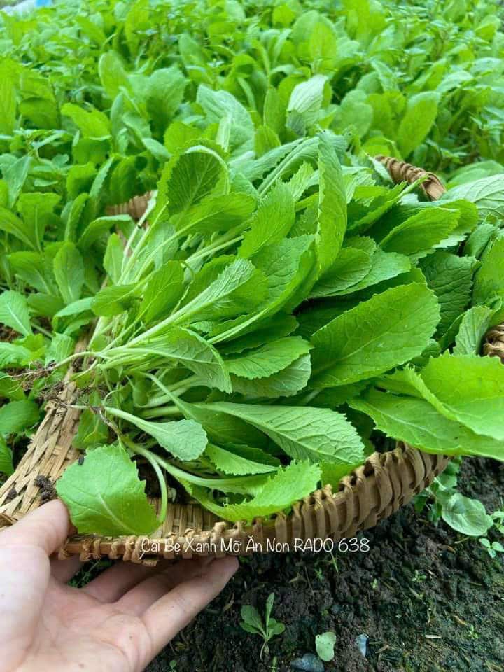 Asian Vegetable - Mustard Seeds - Green Baby Leaf Mustard - Cải Xanh ăn ...